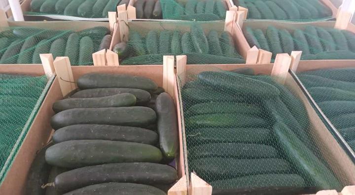 CONCOMBRE NOA – Hiba Fresh