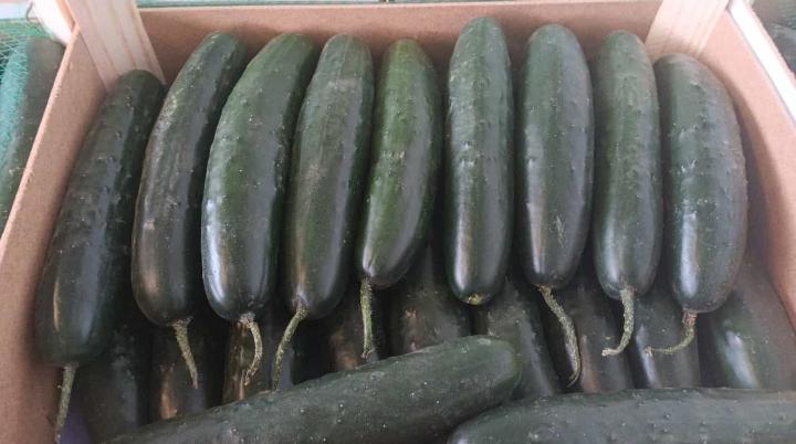 CONCOMBRE NOA – Hiba Fresh