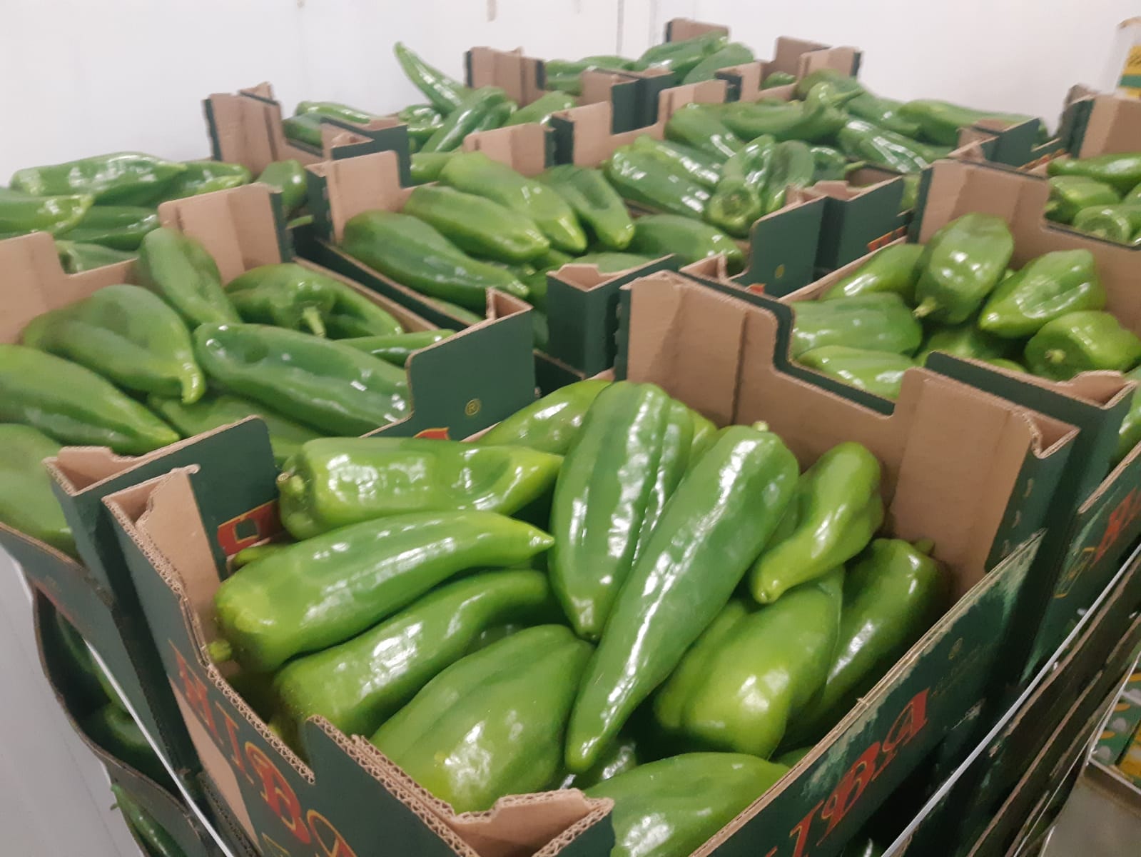 POIVRON CORNE VERT 5kg – Hiba Fresh