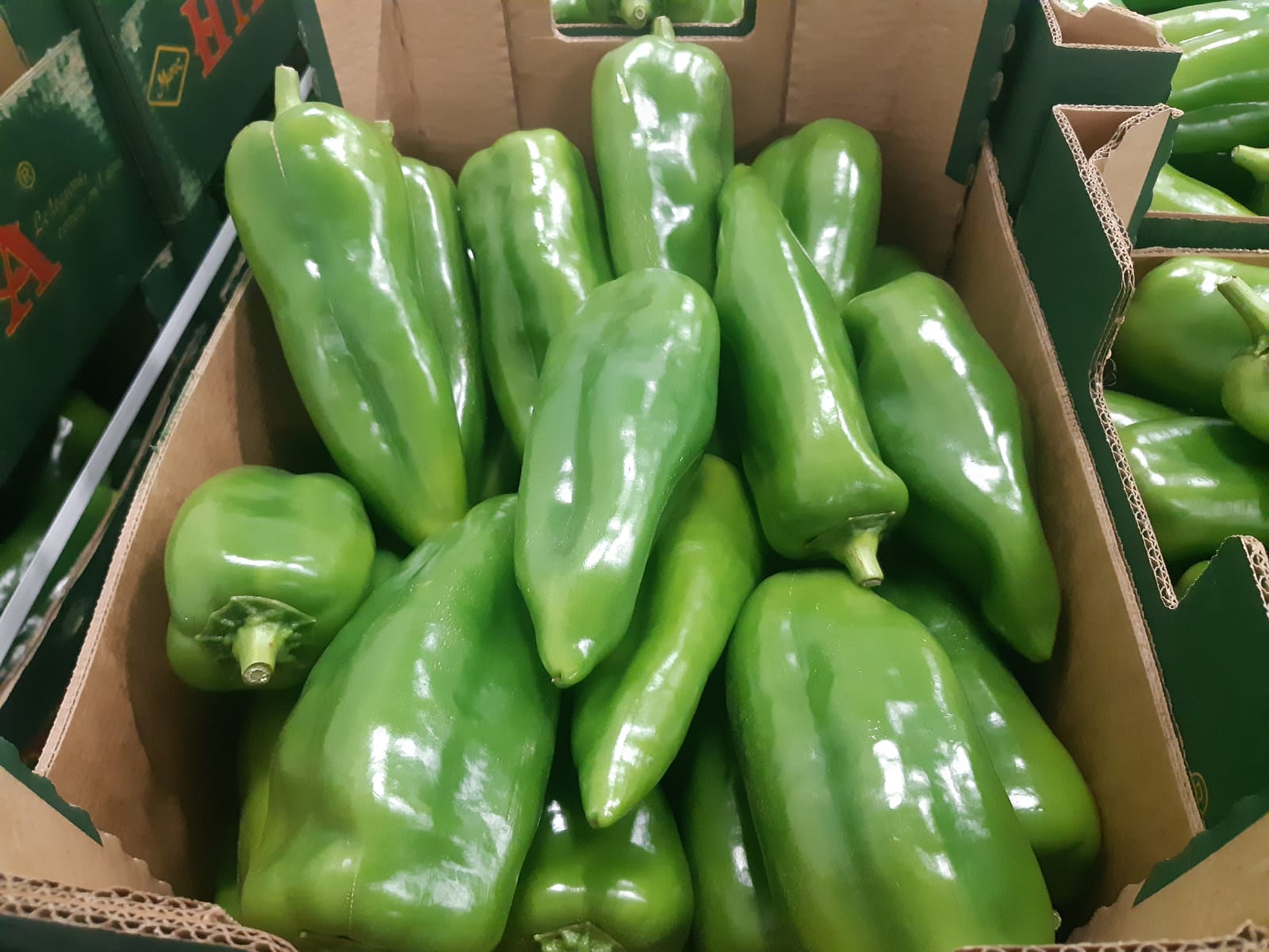 POIVRON CORNE VERT 5kg – Hiba Fresh