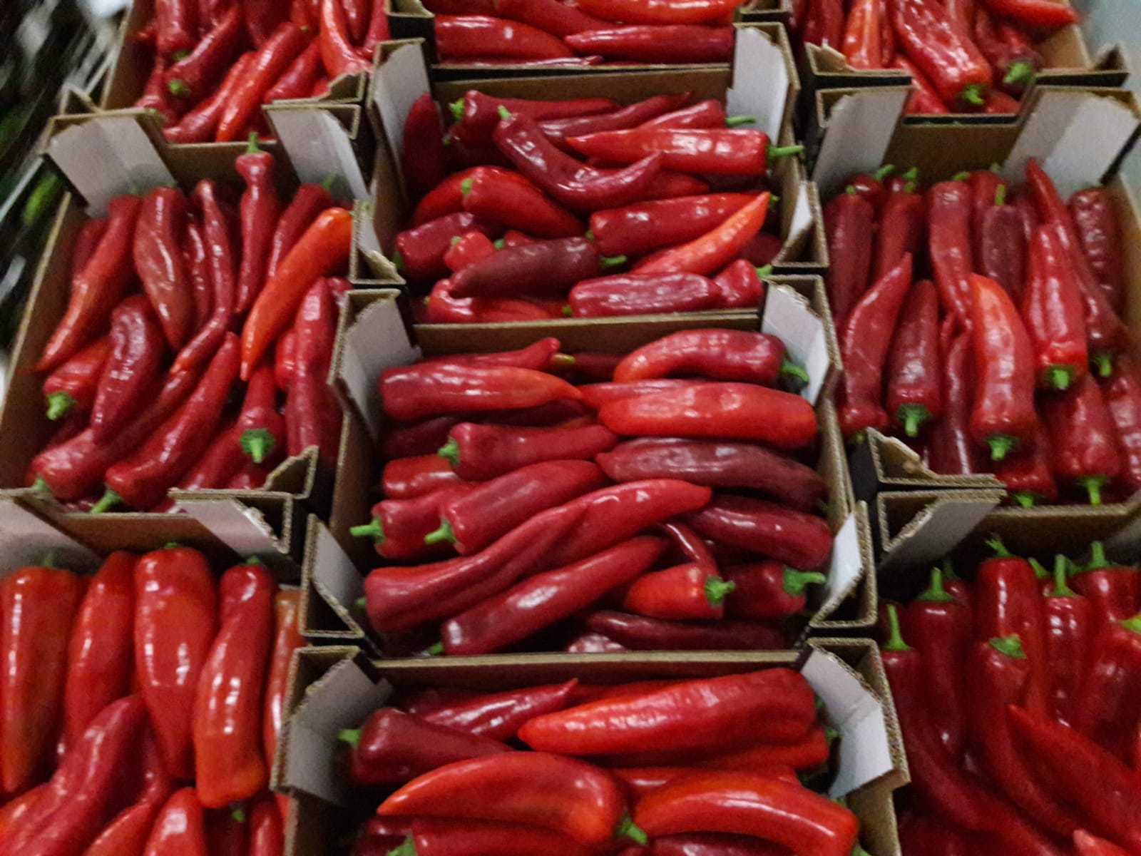 POIVRON CORNE ROUGE 5 kg – Hiba Fresh