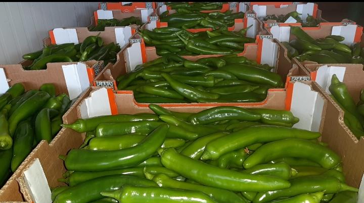 PIMENT STARTER VERT 4KG – Hiba Fresh