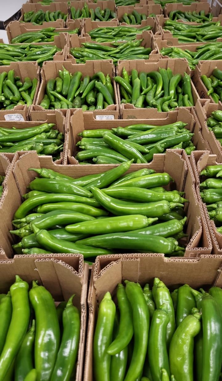 PIMENT STARTER VERT 4KG – Hiba Fresh