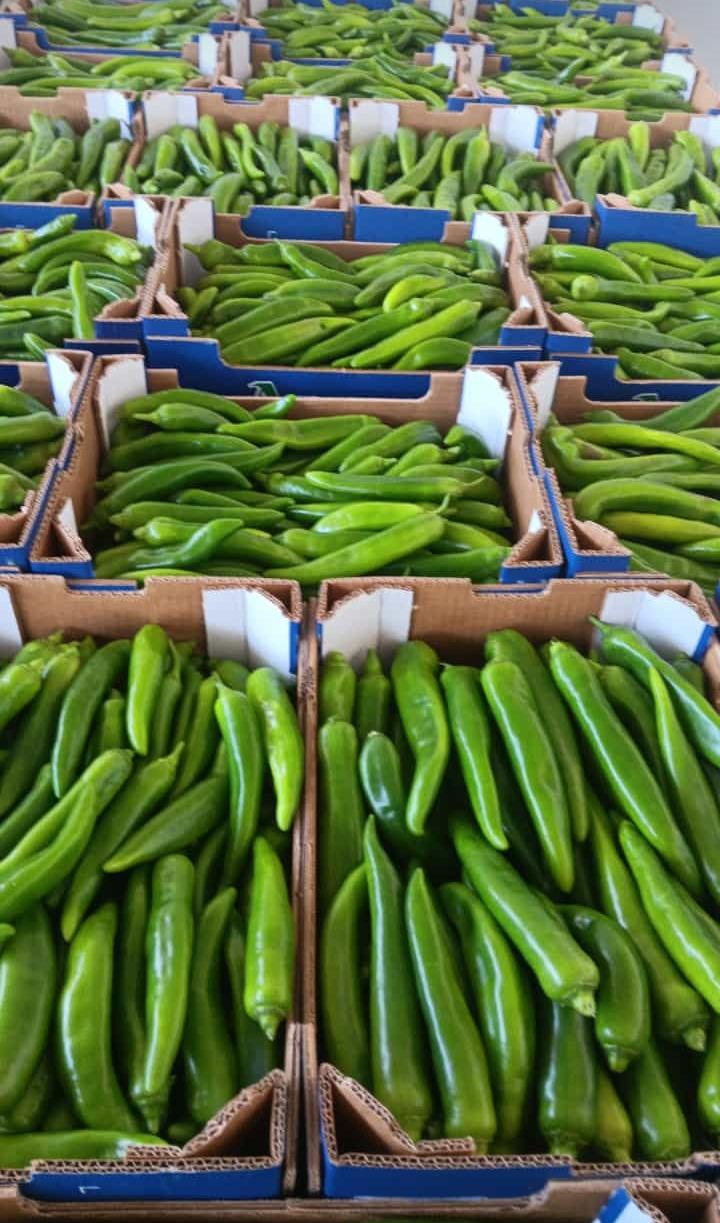 PIMENT STARTER VERT 4KG – Hiba Fresh