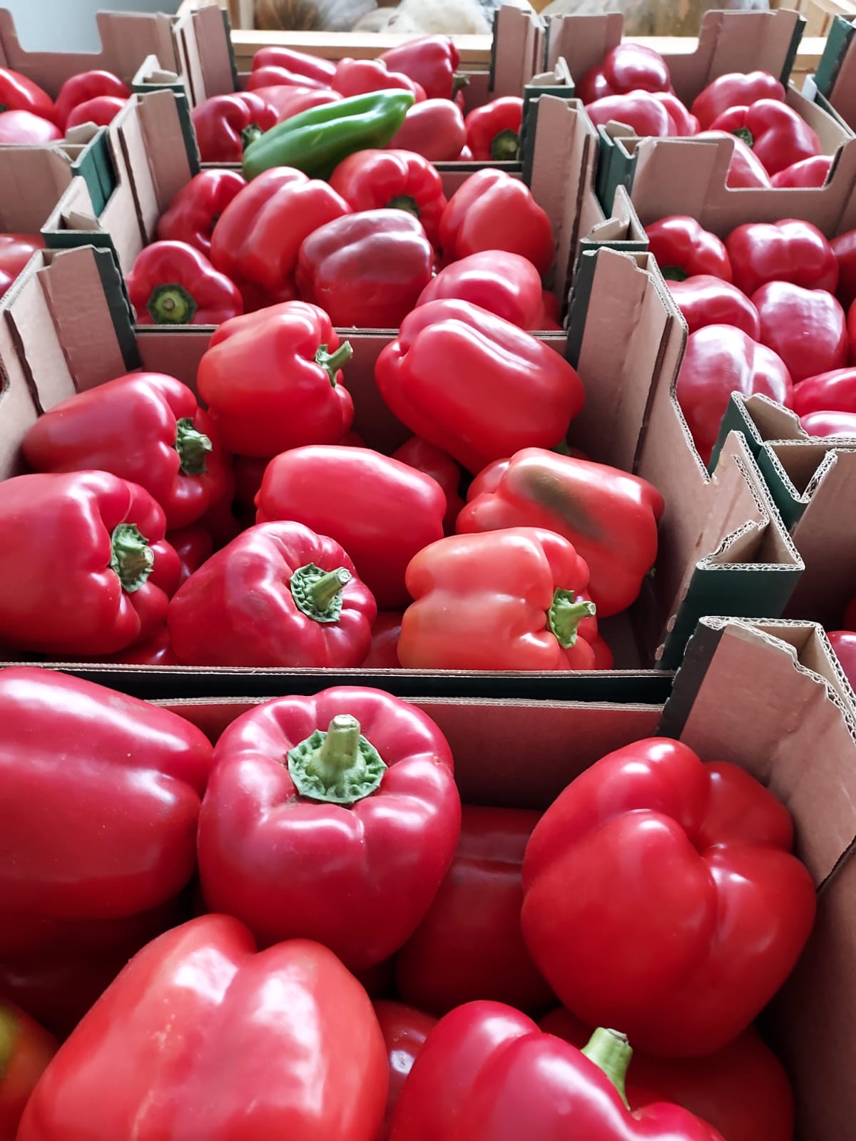 POIVRON CARRE ROUGE 5kg – Hiba Fresh