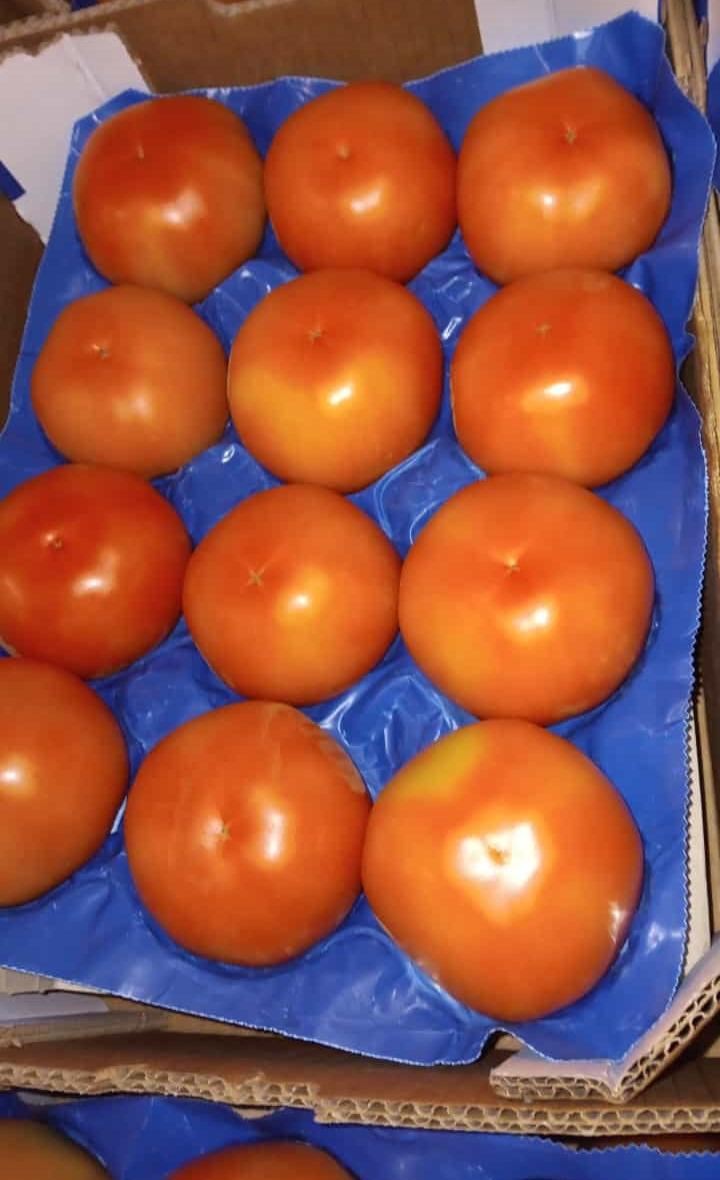 TOMATE RONDE MAROC 6kg – Hiba Fresh